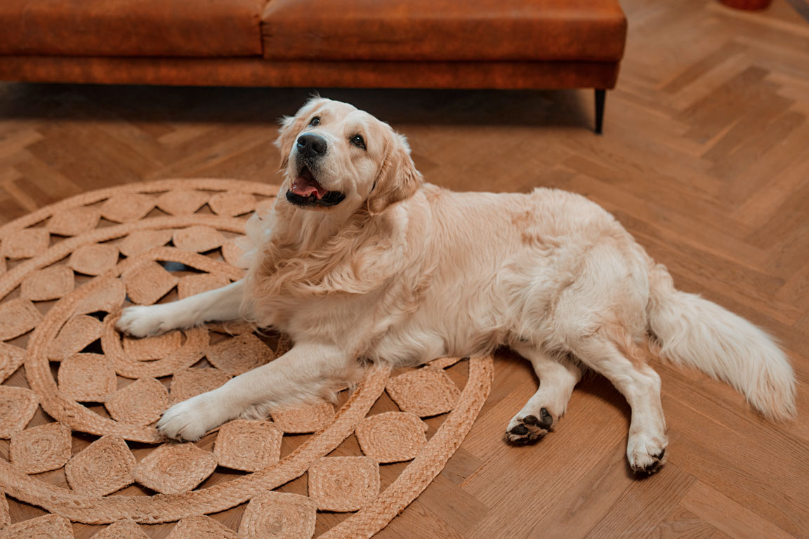 Pet-Friendly Flooring Options - E_M Custom Flooring & Installations
